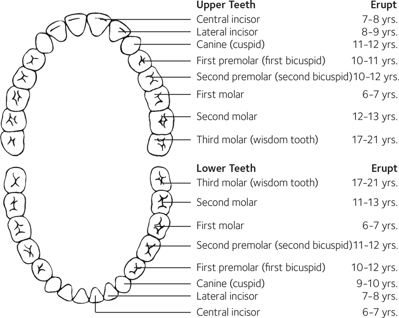 Teeth Numbering Chart | Teeth names chart - Social Social Social ...